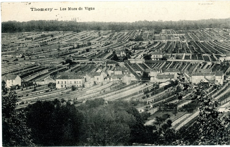 Visite pour la « La fabuleuse aventure du Chasselas de Thomery ...